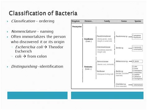 Microbiology Bacteria Classification Chart Classification Of Bacteria