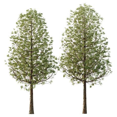 Artstation Fraxinus Excelsior Tree11 Resources