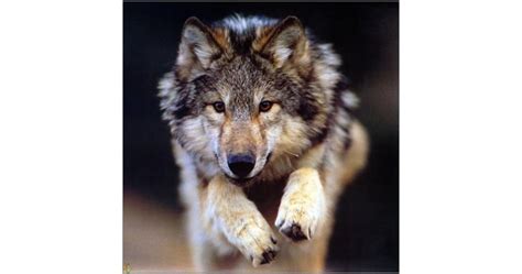 Глутница вълци напада в Благоевградско