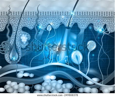피부 해부학 스톡 일러스트 249808378 Shutterstock