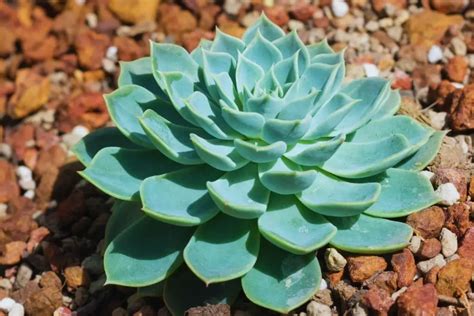 16 Tipos De Echeveria Nombres Y Fotos