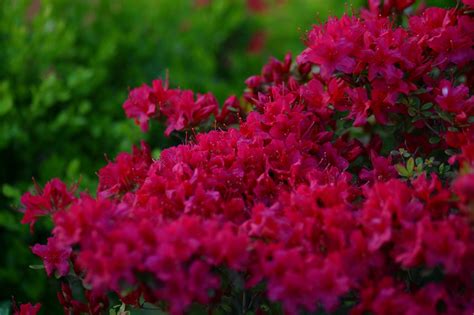 Azaléia Flores Planta Foto Gratuita No Pixabay Pixabay
