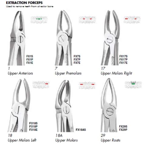 Gdc Extraction Forceps Ergonomic Dentalstall