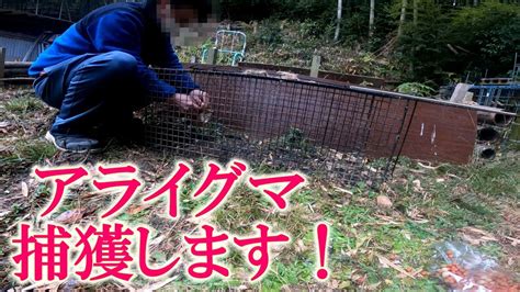 狩猟アライグマ来ている感じがするので箱罠仕掛ける YouTube