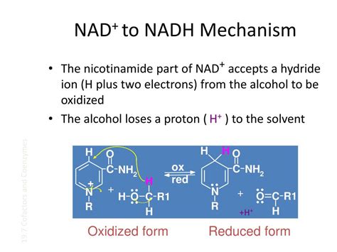 Ppt Cofactors And Coenzymes Powerpoint Presentation Free Download