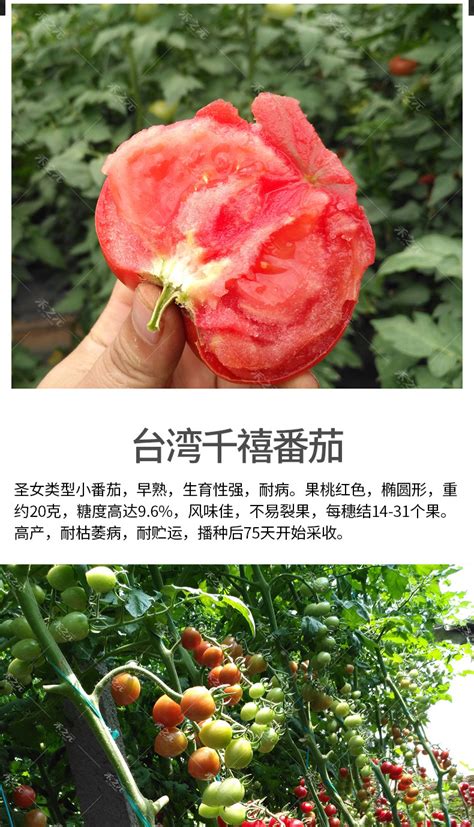 四季小番茄种子苗千禧圣女果矮生西红柿盆栽蔬菜种籽菜苗孑秧果苗 阿里巴巴