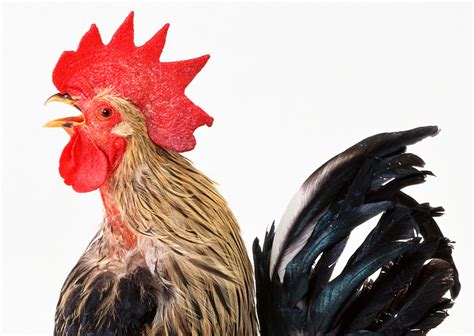 Collection Of Cock 2 Best Choice