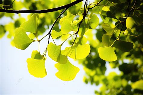 Plantas Y Ginkgo Fotos Y T Background High Resolution Tree Twig