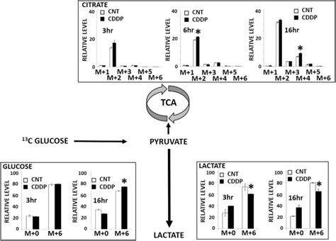 Cisplatin Generates Oxidative Stress Which Is Accompanied By Rapid