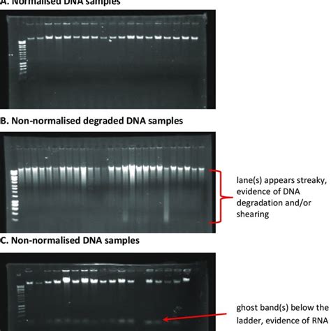 Visualization Of Dna Integrity A Normalized Dna Samples B Download Scientific Diagram