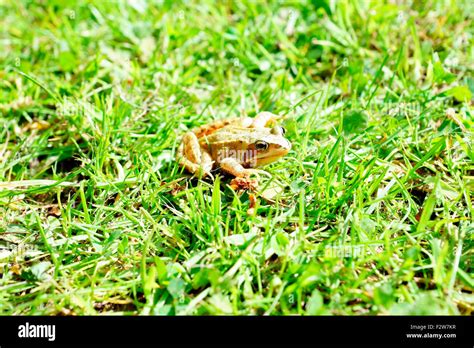 Frog Fly Tongue Hi Res Stock Photography And Images Alamy