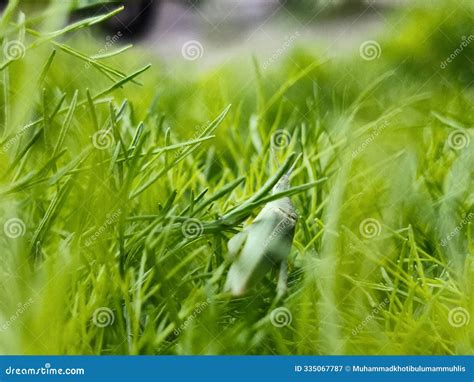 Hidden In The Green Stock Image Image Of Everyday Garden 335067787