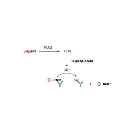 Enzolution™ Parg Assay System Adipogen Life Sciences Hts Screening