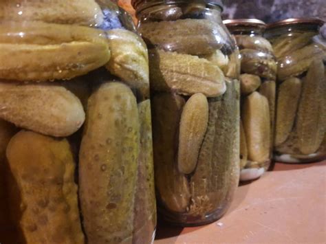 Какие огурцы полезнее свежие или соленые Правильный ответ удивит многих гурманов новости