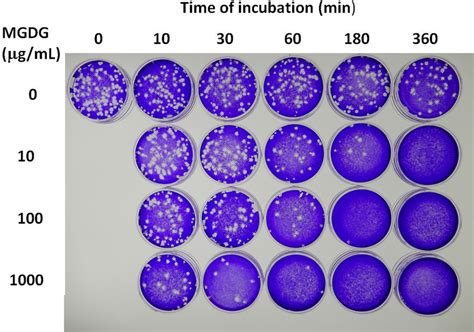 Plaque Morphology Of Clinical Isolate 1 Of Sars‐cov‐2 On Veroe6tmrss2