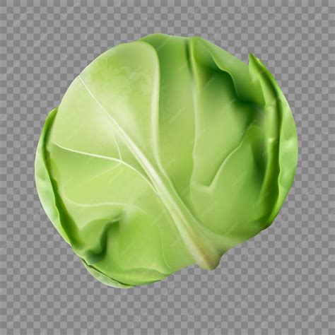 Premium Vector Cabbage Fresh Vegetable Vector 3d Object