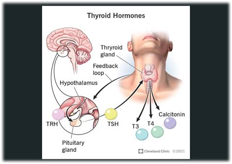 Feeling Off Lately Your Thyroid Might Be Whispering For Help