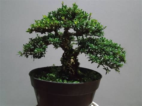 Bonsai Jadi Serbin Mikro Free Pot Plastik Lazada Indonesia