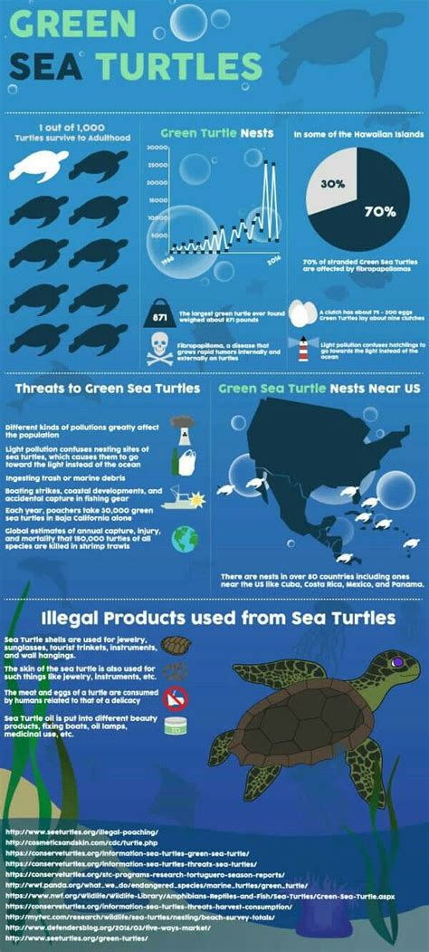 Sea Turtle Nest Green Sea Turtle Sea Turtles Turtle Facts Shark Facts Human Body Systems