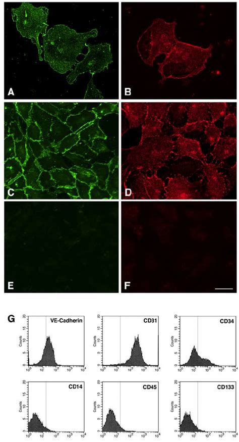 Expression Of Endothelial And Hematopoietic Cell Markers In Cultured