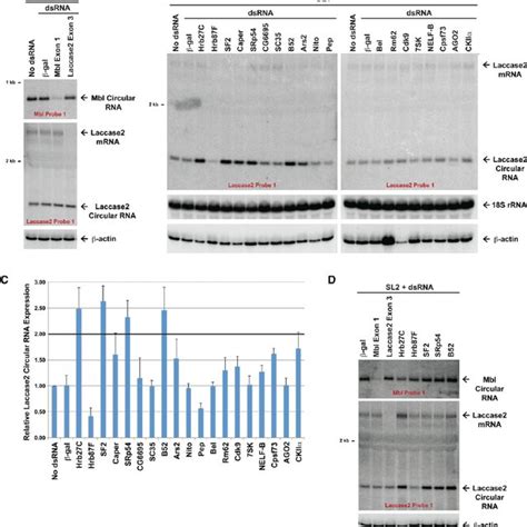 plasmids for efficient circular rna expression in mammalian cells a