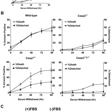 Model Of Caspase Activation Downstream Of Cytochrome C Release During