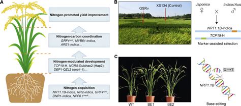 Genetic Improvement Toward Nitrogen Use Efficiency In Rice Lessons And