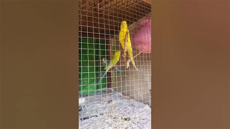 Budgies Bird Male Female Identify Parrot Budgies Egg Lovebirds