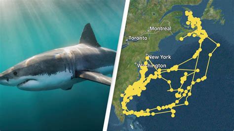 13 Foot Great White Shark Uses Gps Tracking To Draw Epic ‘self Portrait