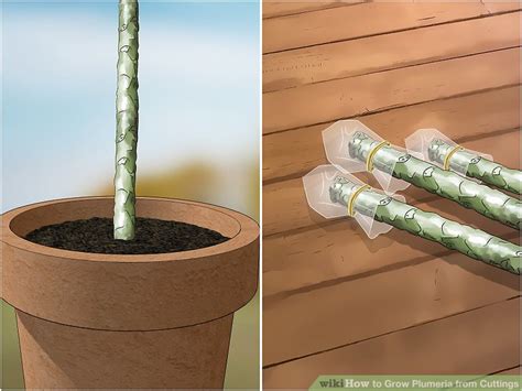 How To Grow Plumeria From Cuttings With Pictures Wikihow