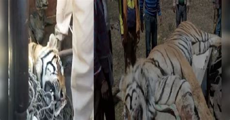 Bagaha The Man Eating Tiger Was Killed Four Bullets By Forest Workers