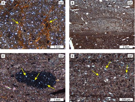 Main Micromorphological Features Observed In Cre Fine And Heterogeneous