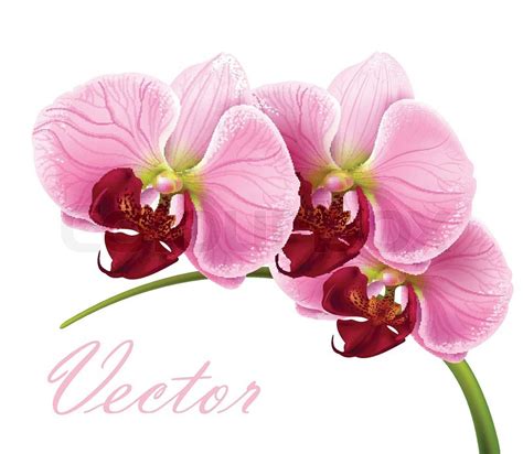 Orchidee Stock Vektor Colourbox