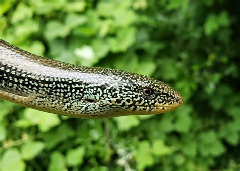 Eastern Glass Lizard Ophisaurus Ventralis