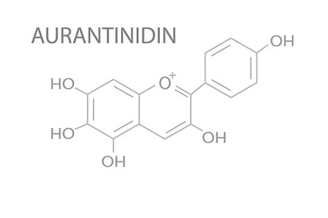 아우란티니딘 분자 골격 화학식 3차원 형태에 대한 스톡 벡터 아트 및 기타 이미지 3차원 형태 Drug 개념 Istock