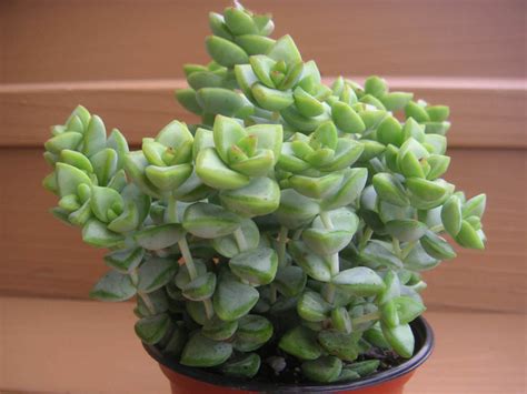 Crassula Rupestris Plants Succulents And Caudiciforms Pinterest