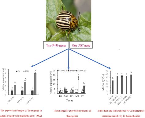 Expression And Functional Analysis Of Two Cytochrome P450 Monooxygenase