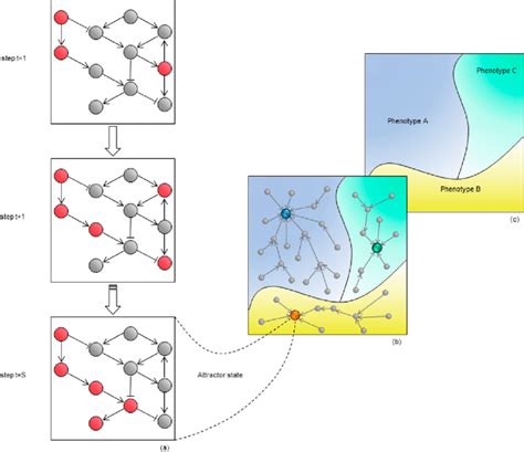 Boolean Network Dynamics A Nodes Are Colored Red Or Gray Based On