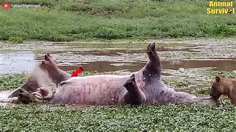 Hippopotamus Attacks Lion