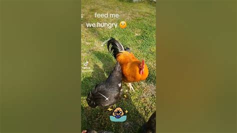 My King 🤴 Rooster 🐓 And His Chicken 🐔 Girls Are So Hungry Youtube