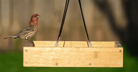 Create A Perfect Bird Garden Turn Your Backyard Into A Sanctuary