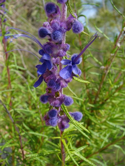 Leaves Of Plants Wooly Blue Curl