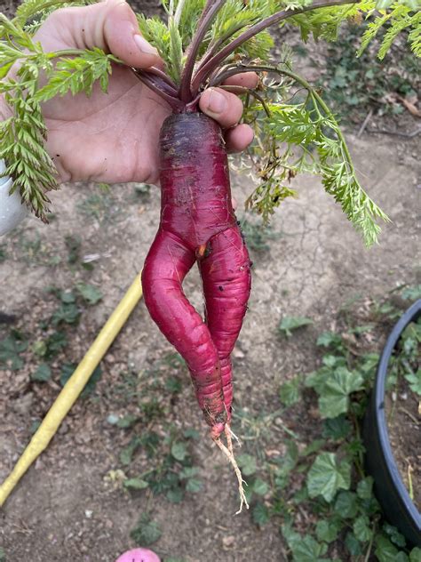 I Grew A Very Sexy Carrot R Gardening