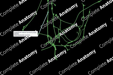 Superficial Lateral Cervical Lymph Vessels Complete Anatomy