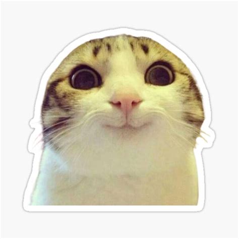 Funny Cat Meme Sticker For Sale By Lujystore Redbubble