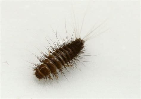 9 Bugs That Are Mistaken For Bed Bugs 2020 Update Bed Bug Look Alikes