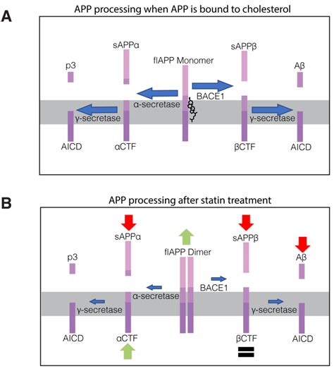 Cholesterol Ce Lowering Drugs Inhibit App Processing By Promoting Flapp