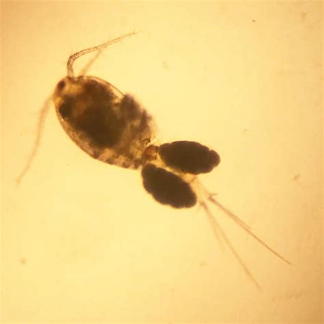 Genus Eucyclops Bugguidenet