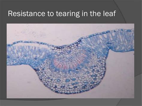 Xylem Powerpoint Slides Learnpick India