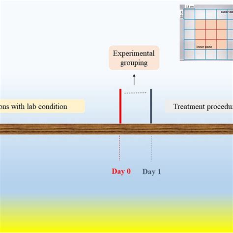 Schematic Illustration Of Timeline Including Drug Administration